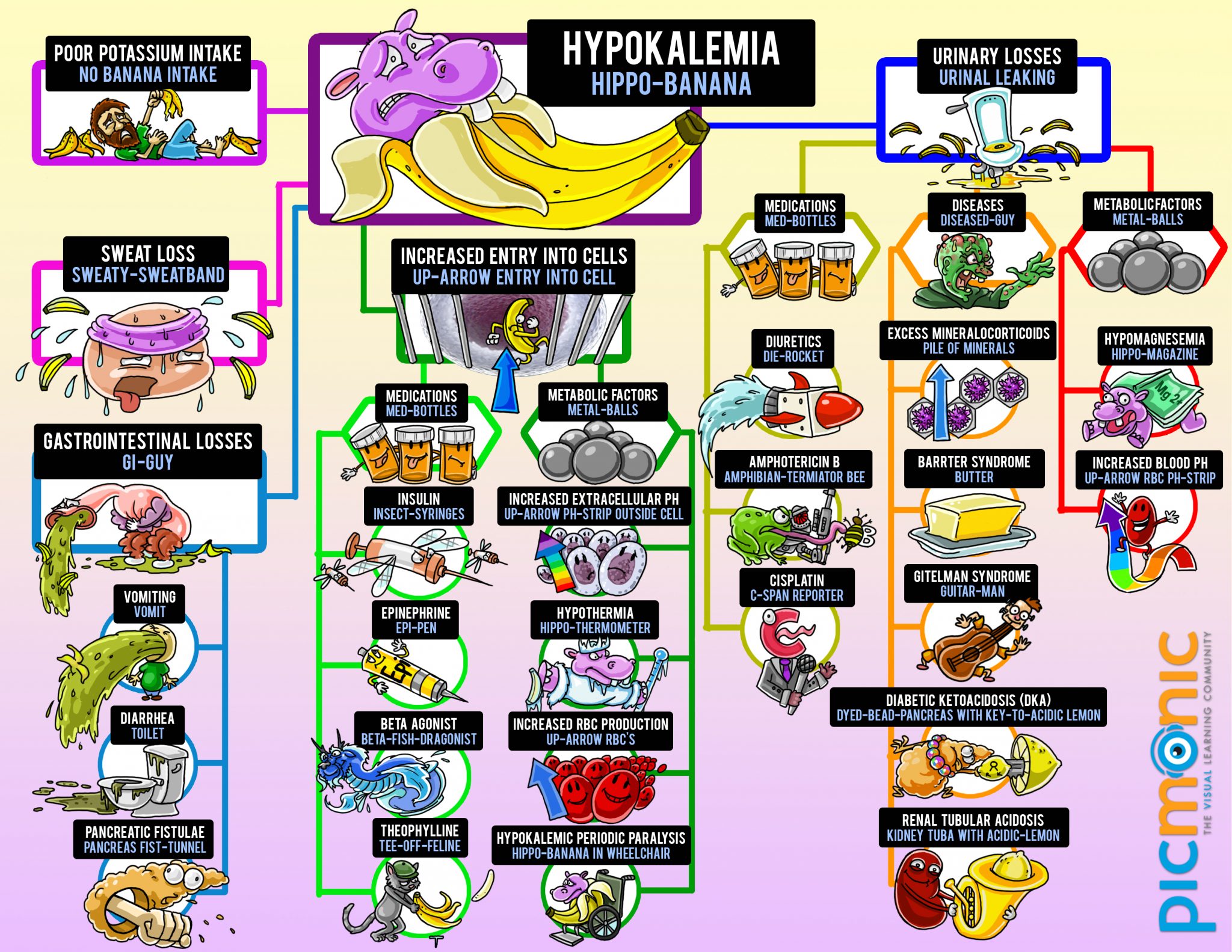 [Infographic] How to Study: Hypokalemia & Hyperkalemia | Picmonic